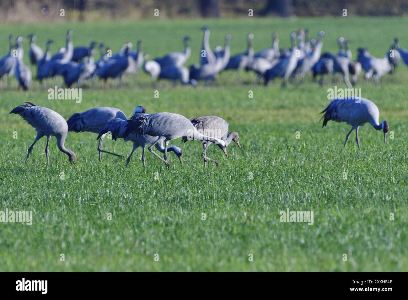 A swarm of Common cranes in autumn in saxon Stock Photo - Alamy