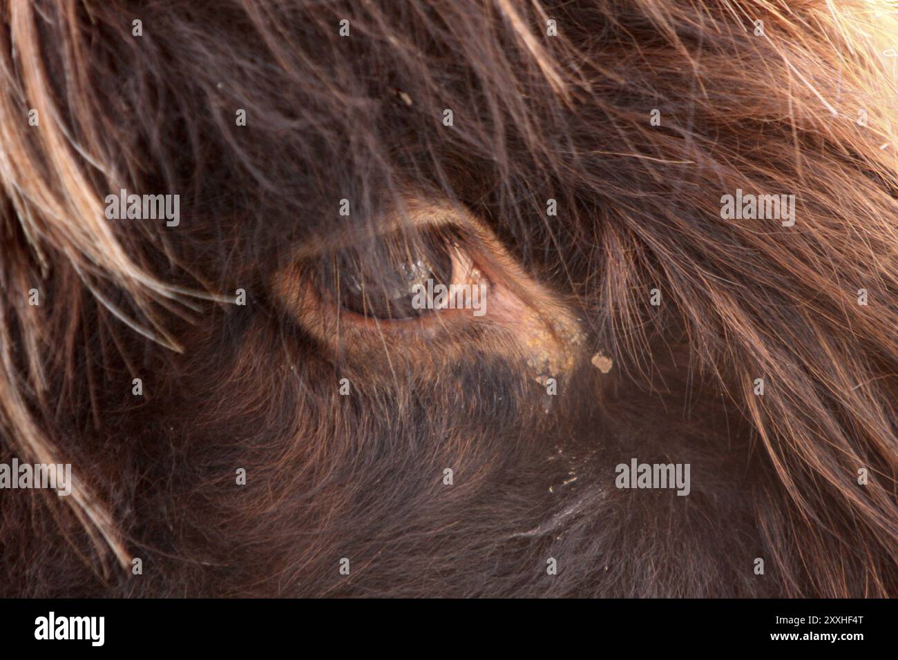 Scottish Highland cattle (eye Stock Photo - Alamy