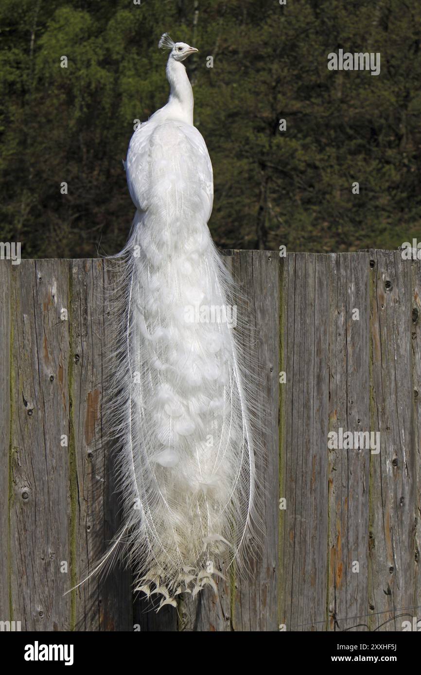 Blue and white peacocks hi-res stock photography and images - Alamy