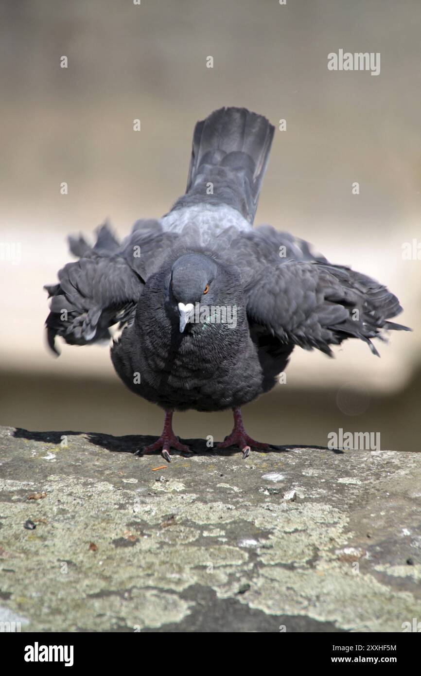 Wild city animals hi-res stock photography and images - Alamy