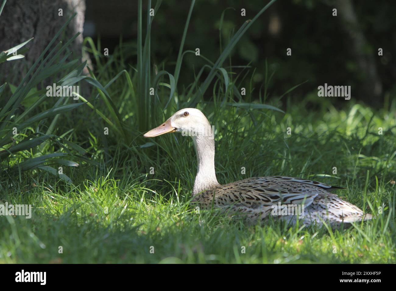 Mallard indian runner duck hi-res stock photography and images - Alamy