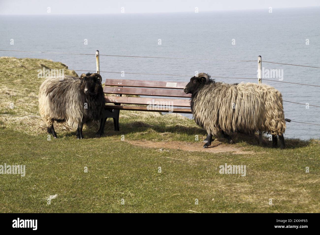 Skudde ovis orientalis aries hi-res stock photography and images - Alamy