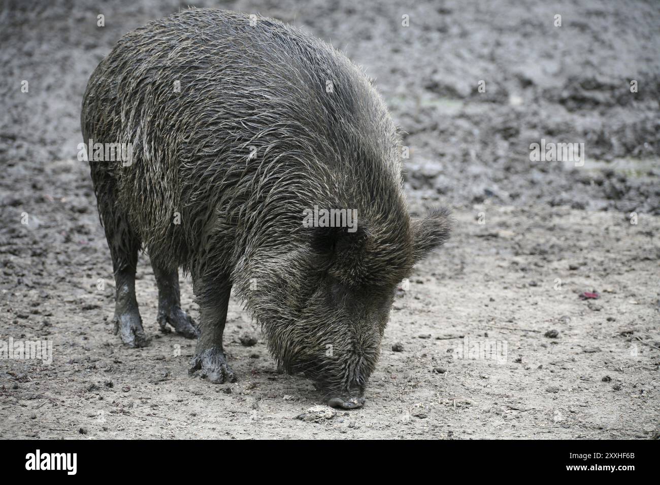 Boar sus scrofa burrow hi-res stock photography and images - Alamy