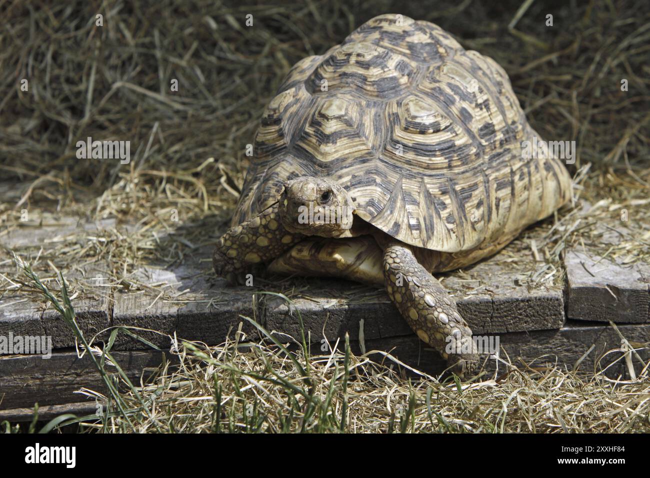 Panther turtle hi-res stock photography and images - Alamy