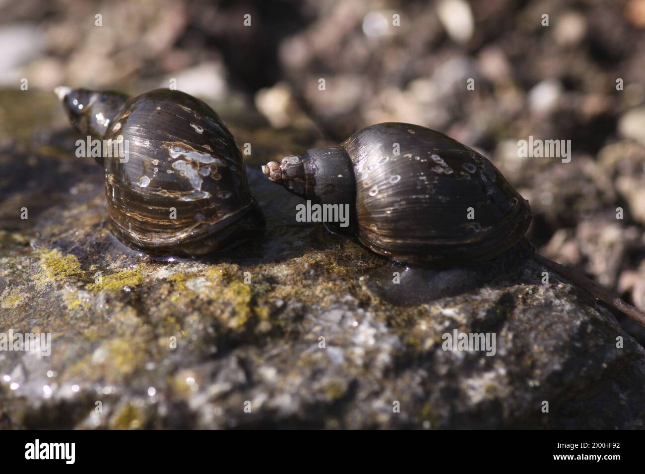 Mud snails hi-res stock photography and images - Alamy