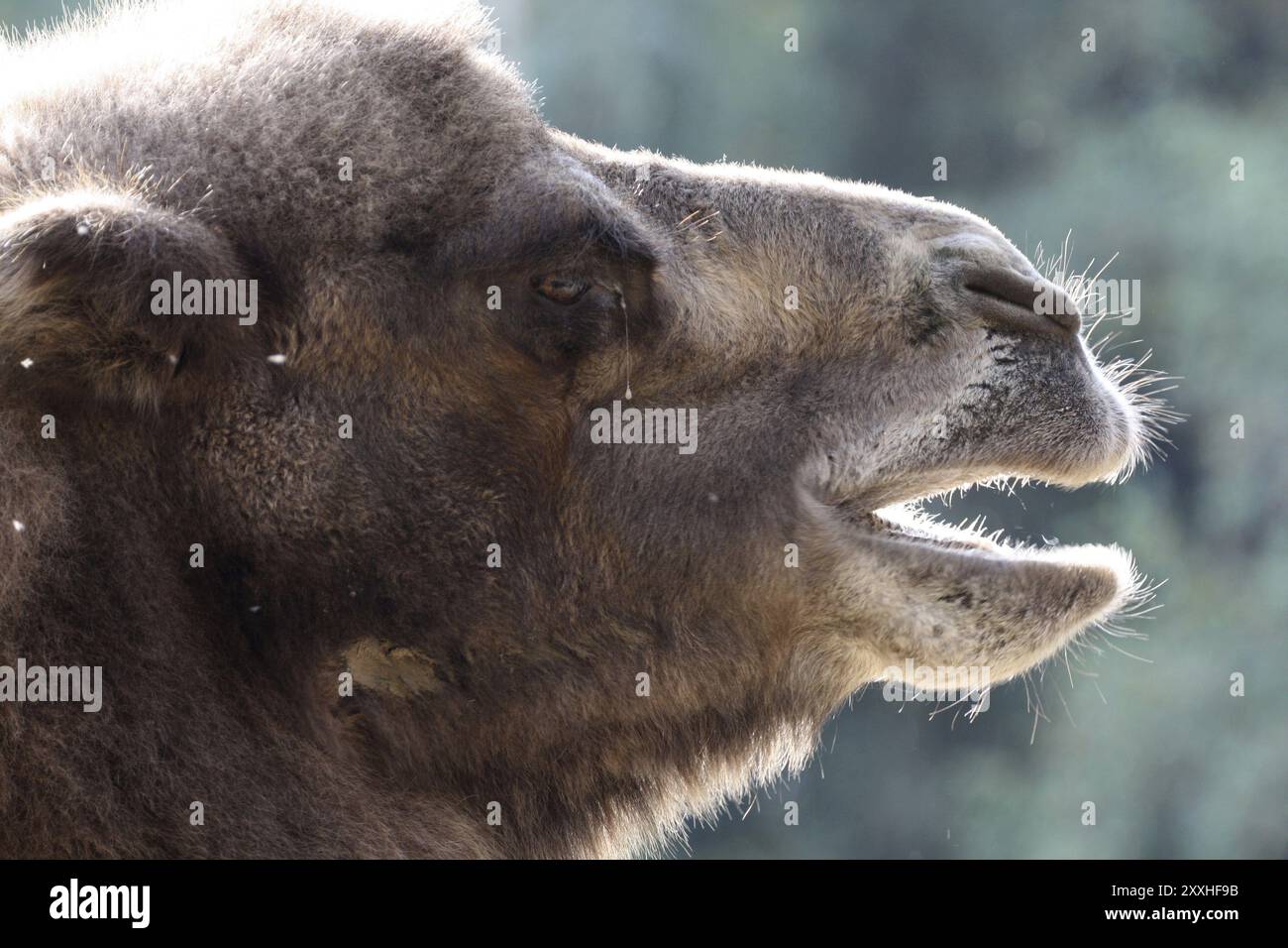 Camel pack animal hi-res stock photography and images - Alamy