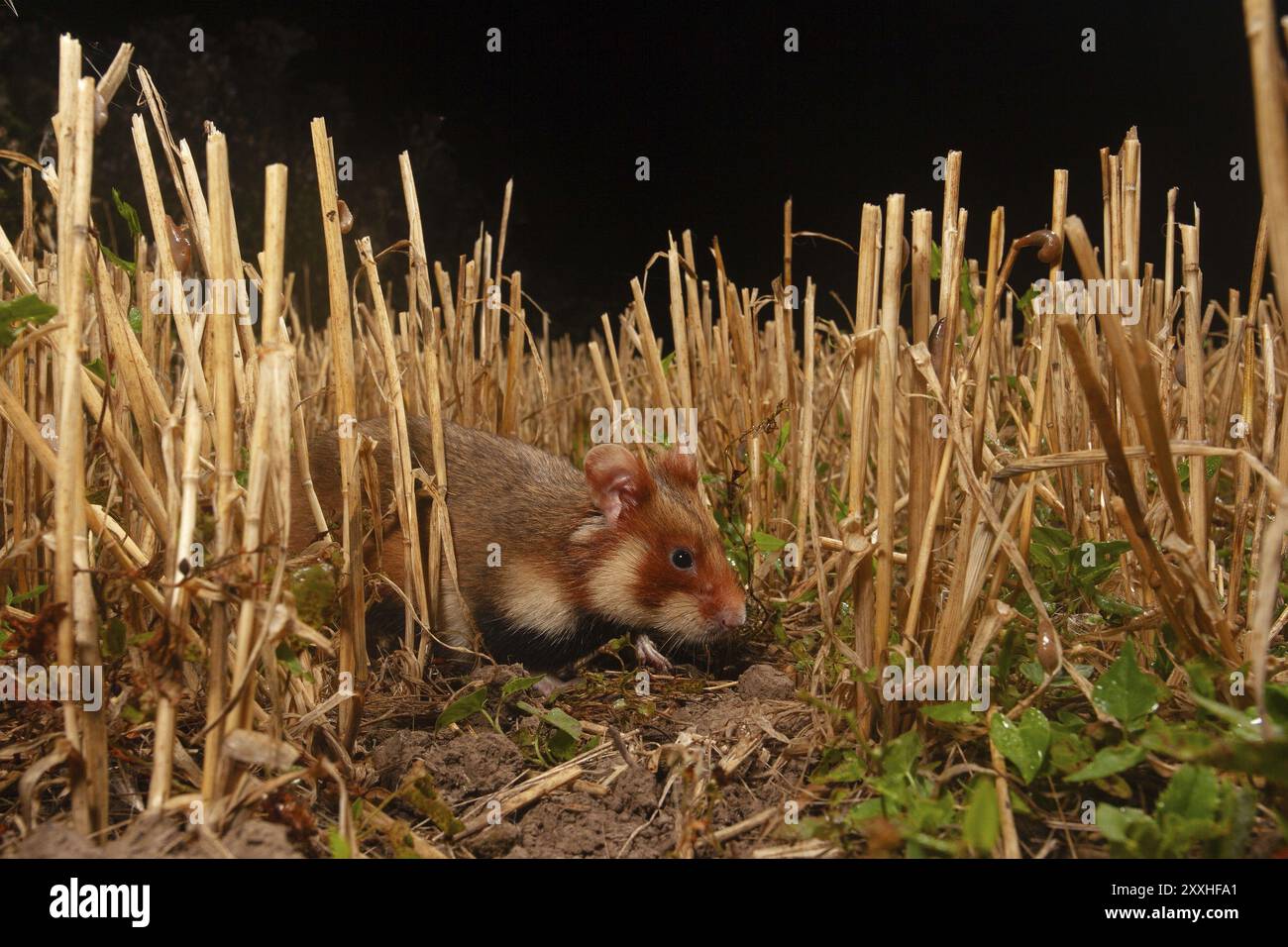 European hamster (Cricetus cricetus) at a construction site, Thuringia ...