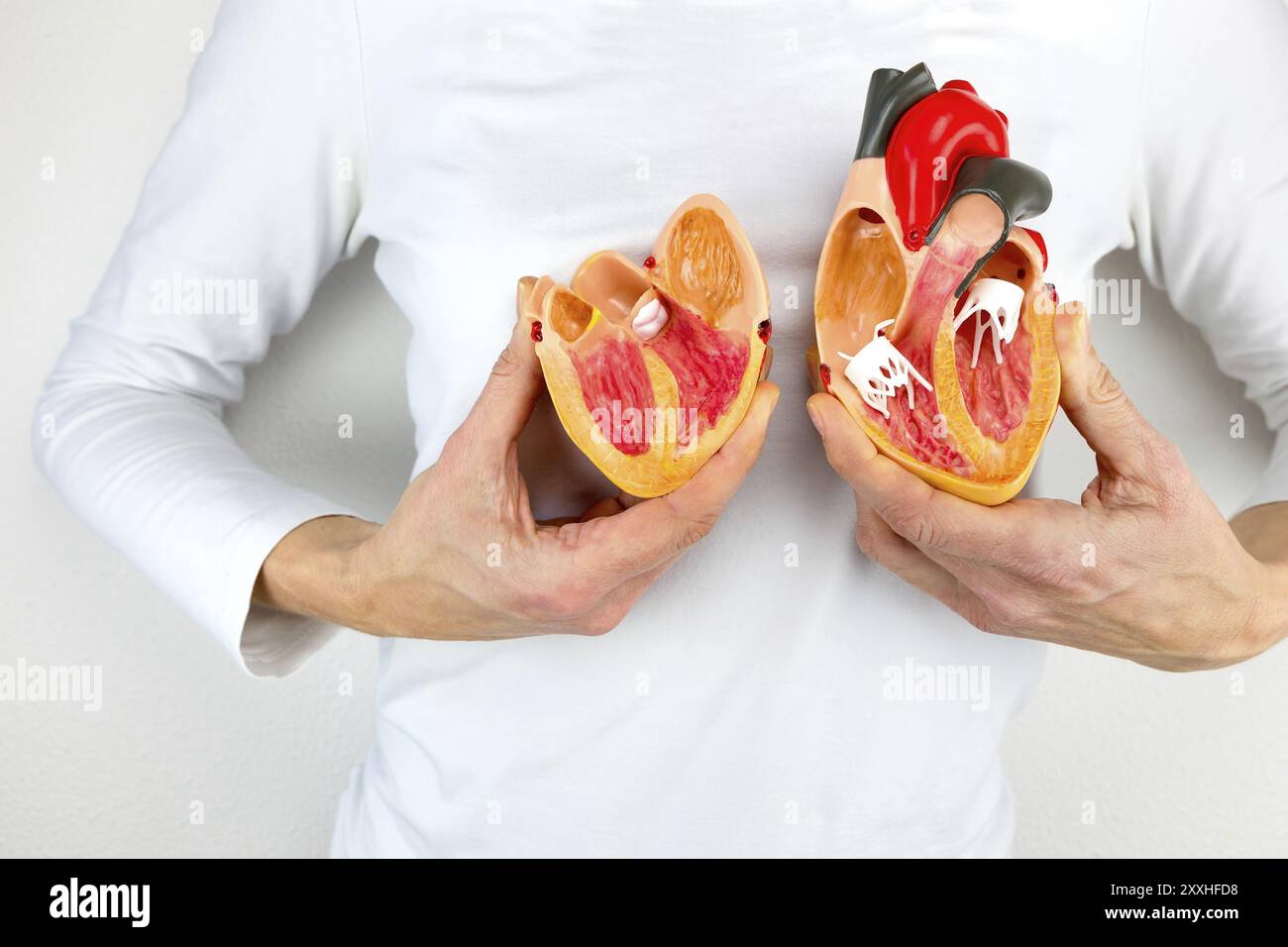 Woman holds open model heart at white body Stock Photo - Alamy