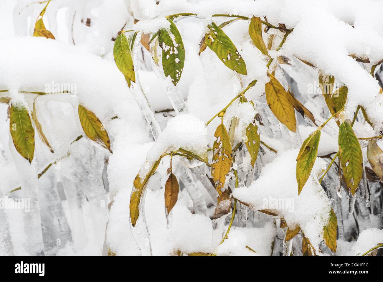 Downy willow hi-res stock photography and images - Alamy