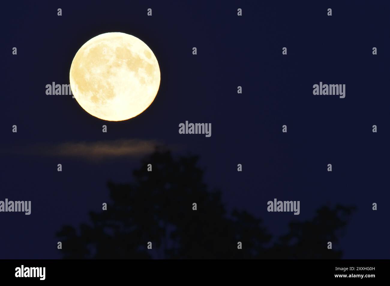 Full moon in the night. Full moon between the trees Stock Photo - Alamy