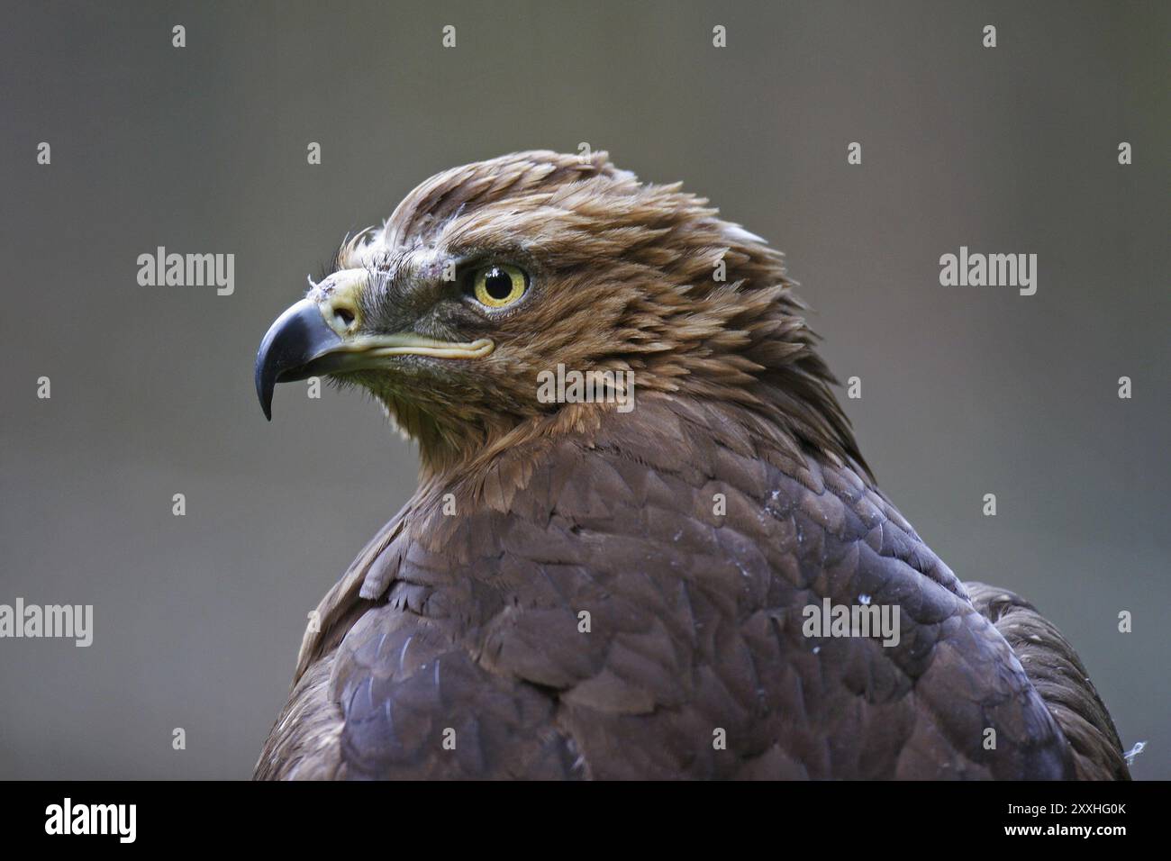 Lesser spotted eagle, Aquila pomarina, lesser spotted eagle Stock Photo ...