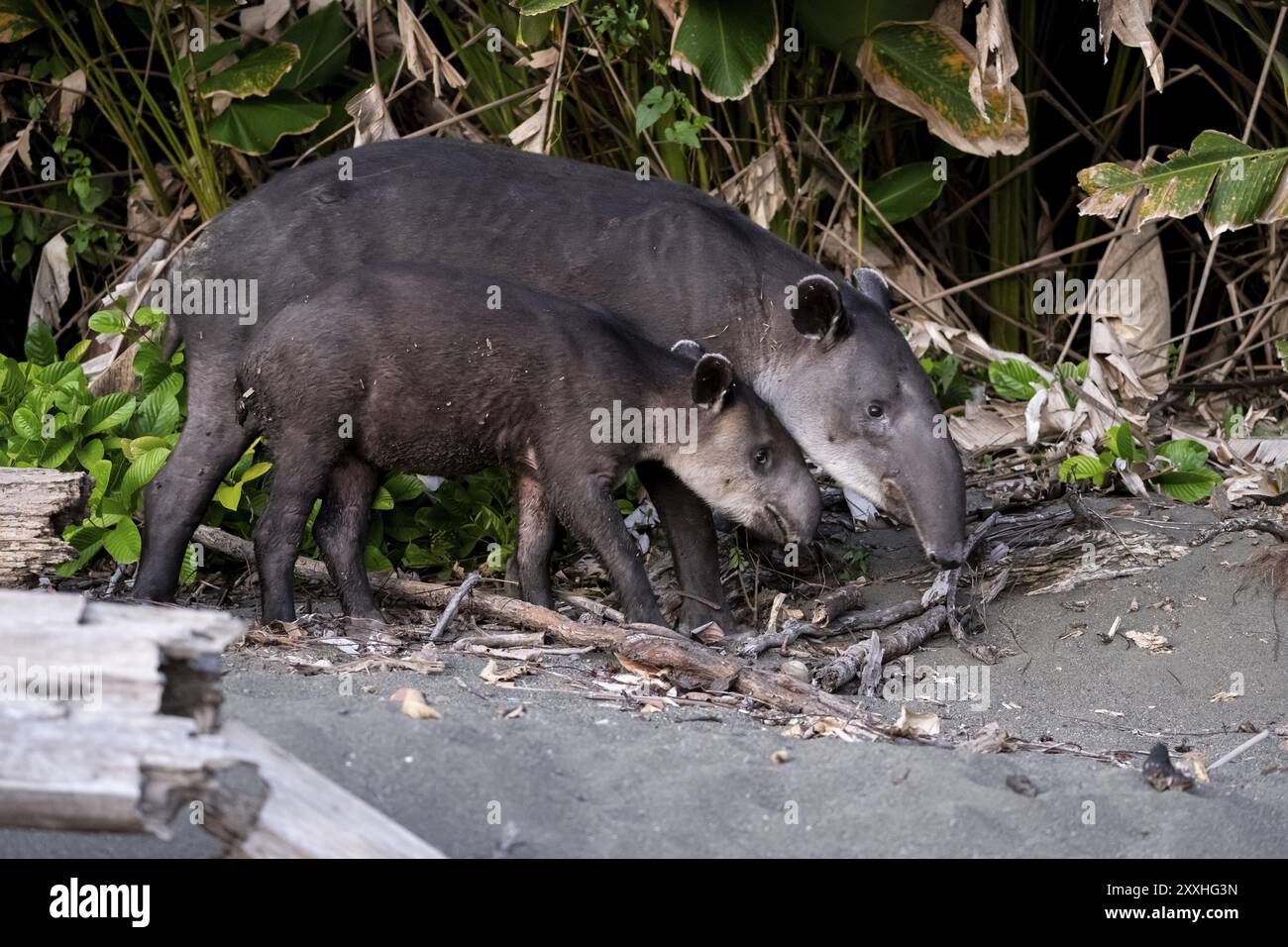 Baird's tapir (Tapirus bairdii), mother and young, in the rainforest ...