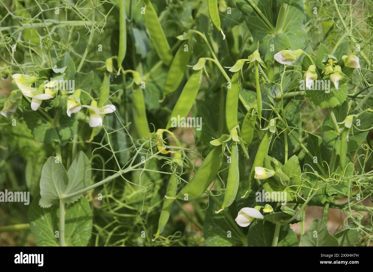 Pea plant, pea plant 02 Stock Photo - Alamy