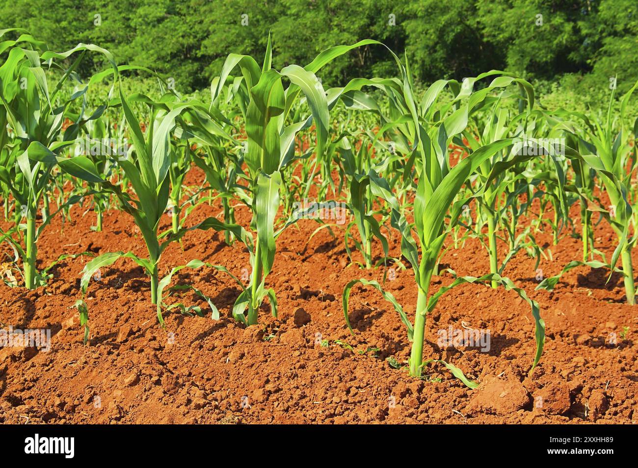 Maize field, maize field 06 Stock Photo - Alamy