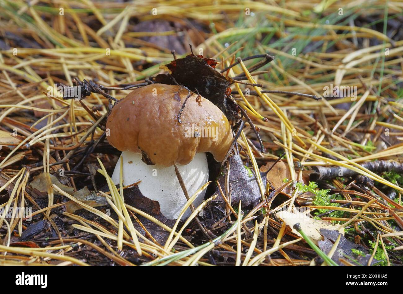 Porcini mushroom, cep 58 Stock Photo - Alamy