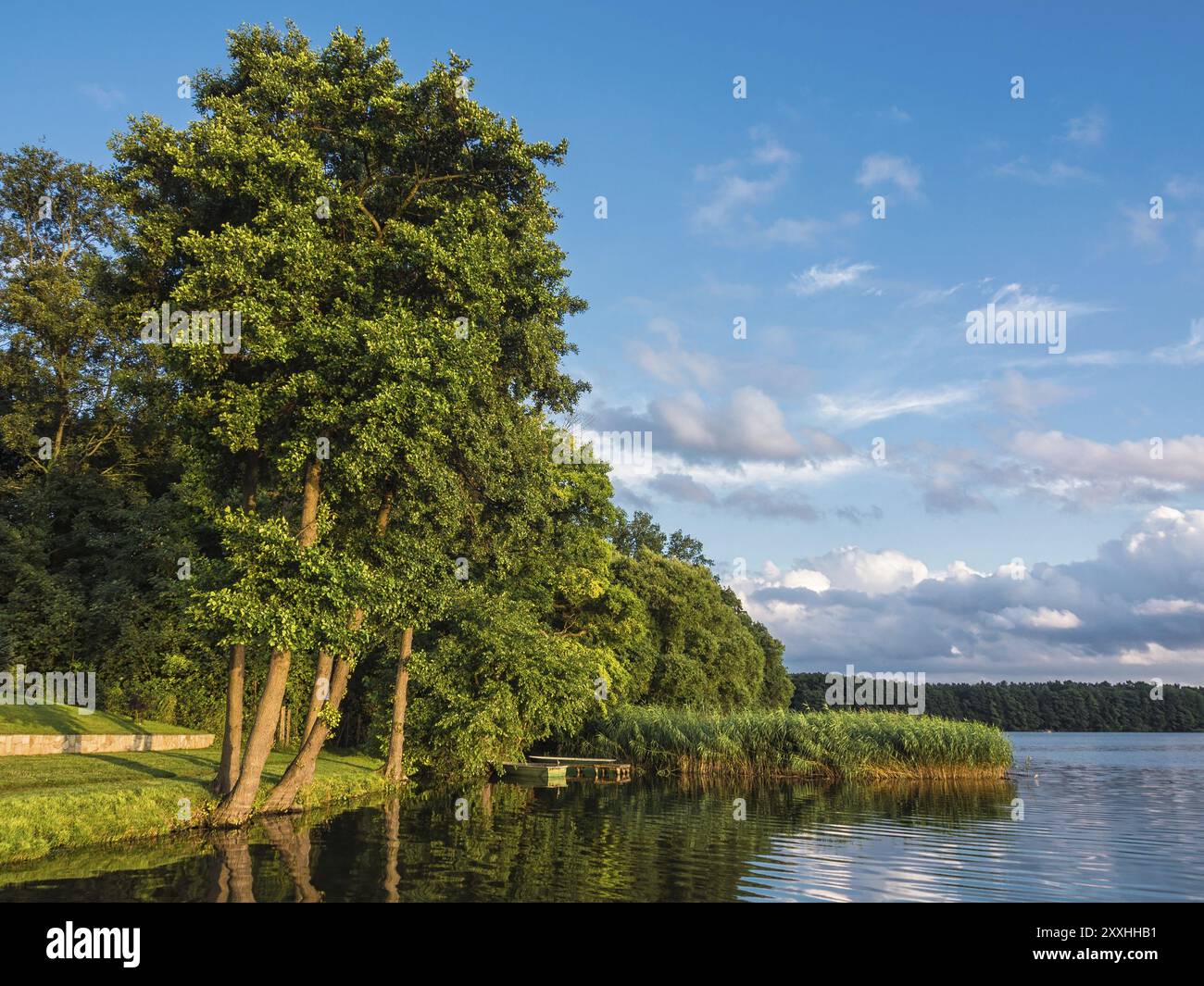 Trees by the lake Stock Photo - Alamy