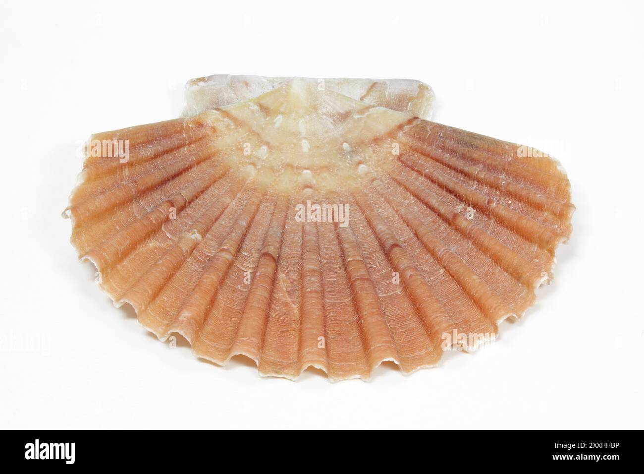 Shell on a white background Stock Photo - Alamy