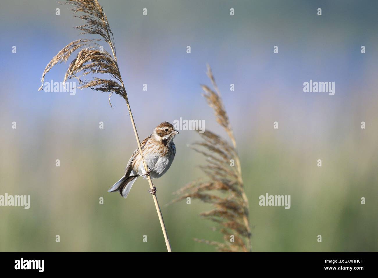 Reed Bunting, emberiza schoeniclus, feeding, Germany, Common Reed ...