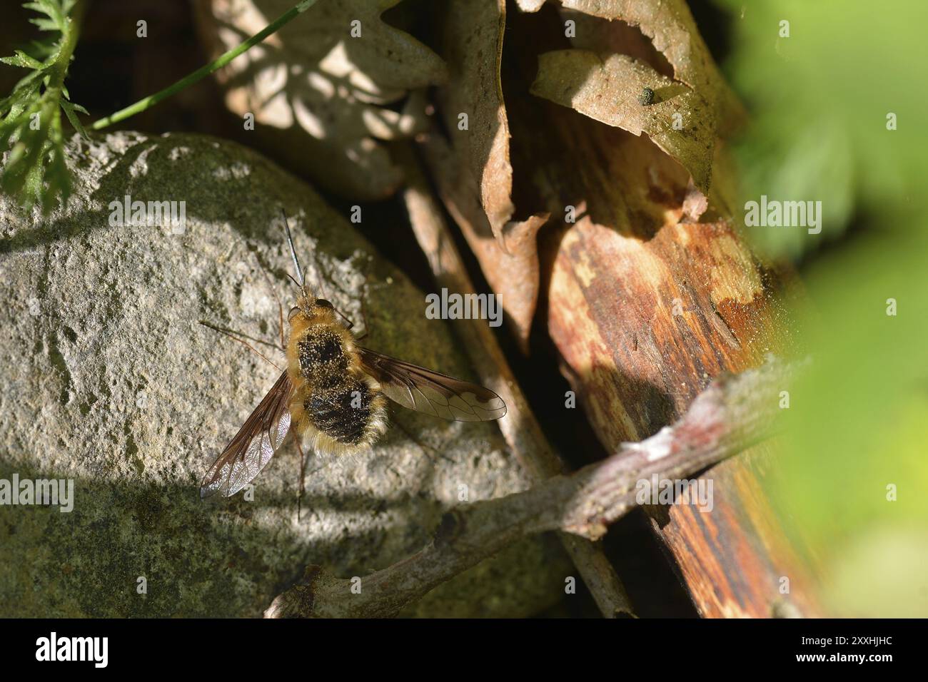 Large bee fly (Bombylius major) . Large woolly hoverfly foraging Stock ...