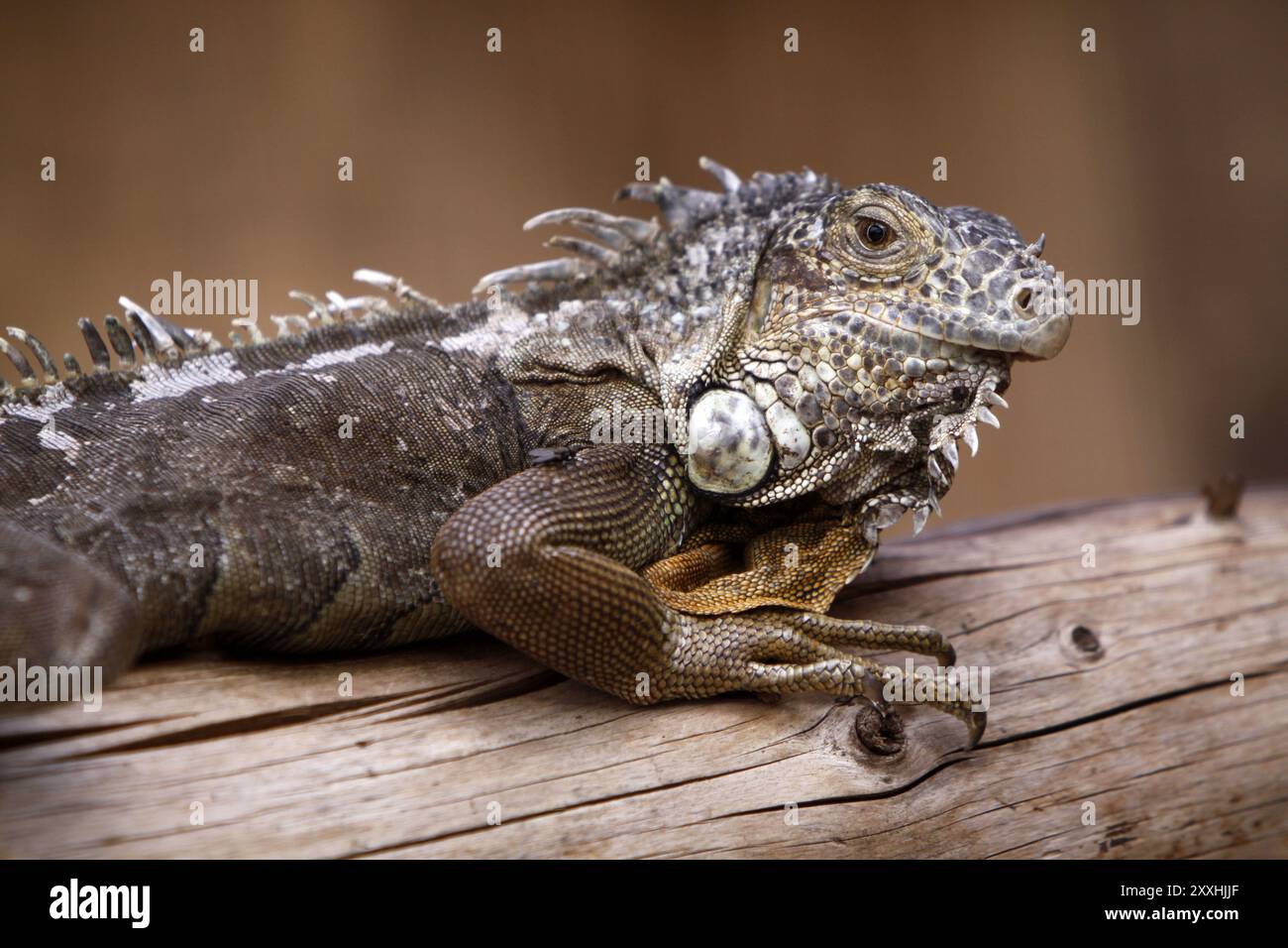 Domestic iguana hi-res stock photography and images - Alamy