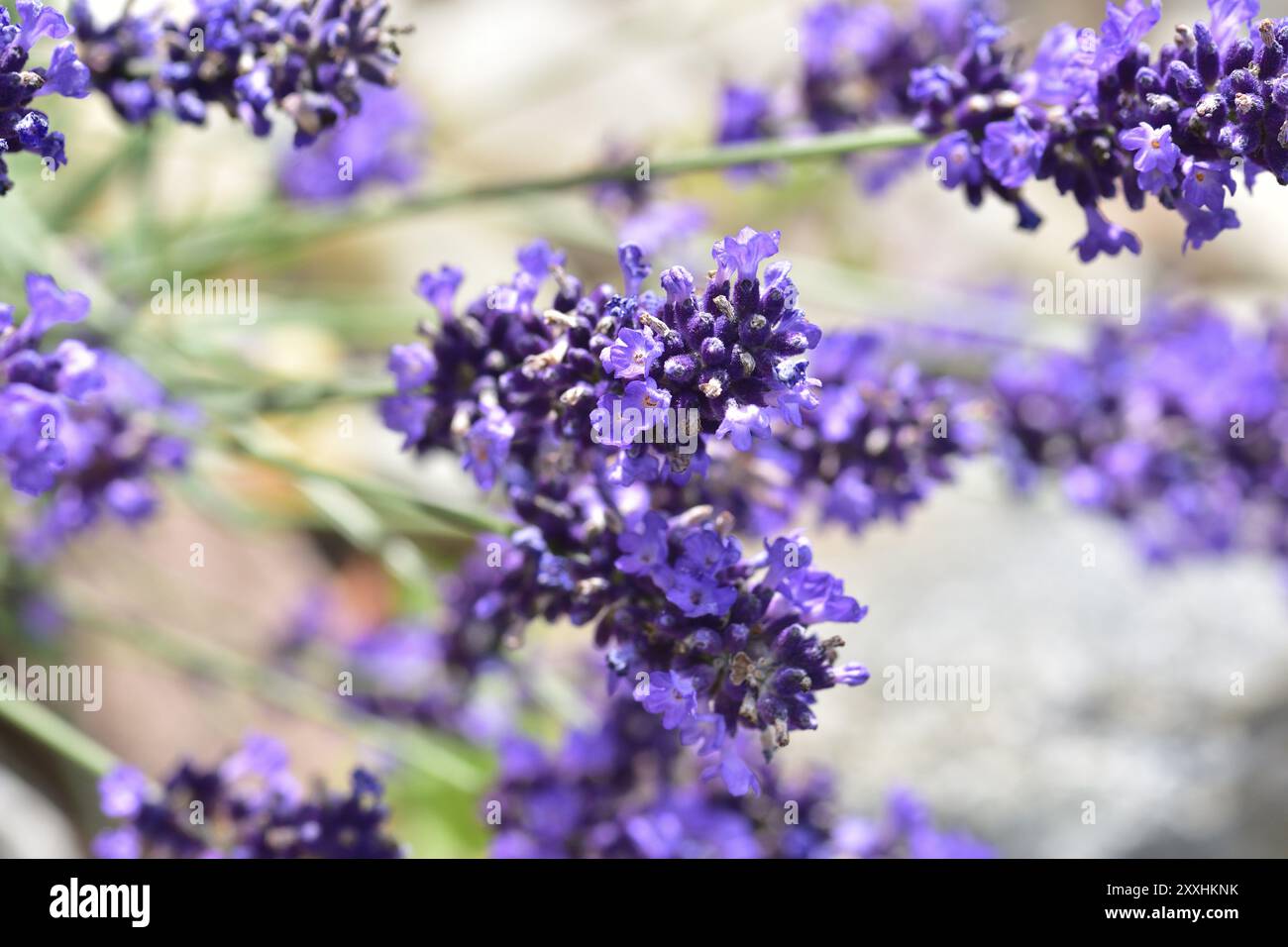 Close-up of a lavender plant (latin, Lavandula angustifolia Stock Photo ...