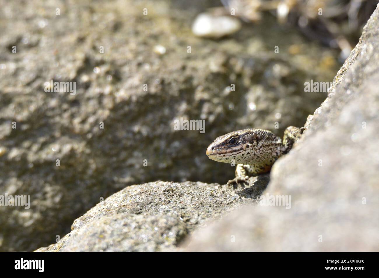 Sand lizard sunbathing. Female sand lizard between stones Stock Photo ...