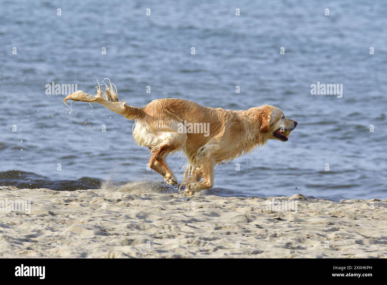 Golden Retriever am Strand, Golden Retriever have fun in a ocean Stock ...