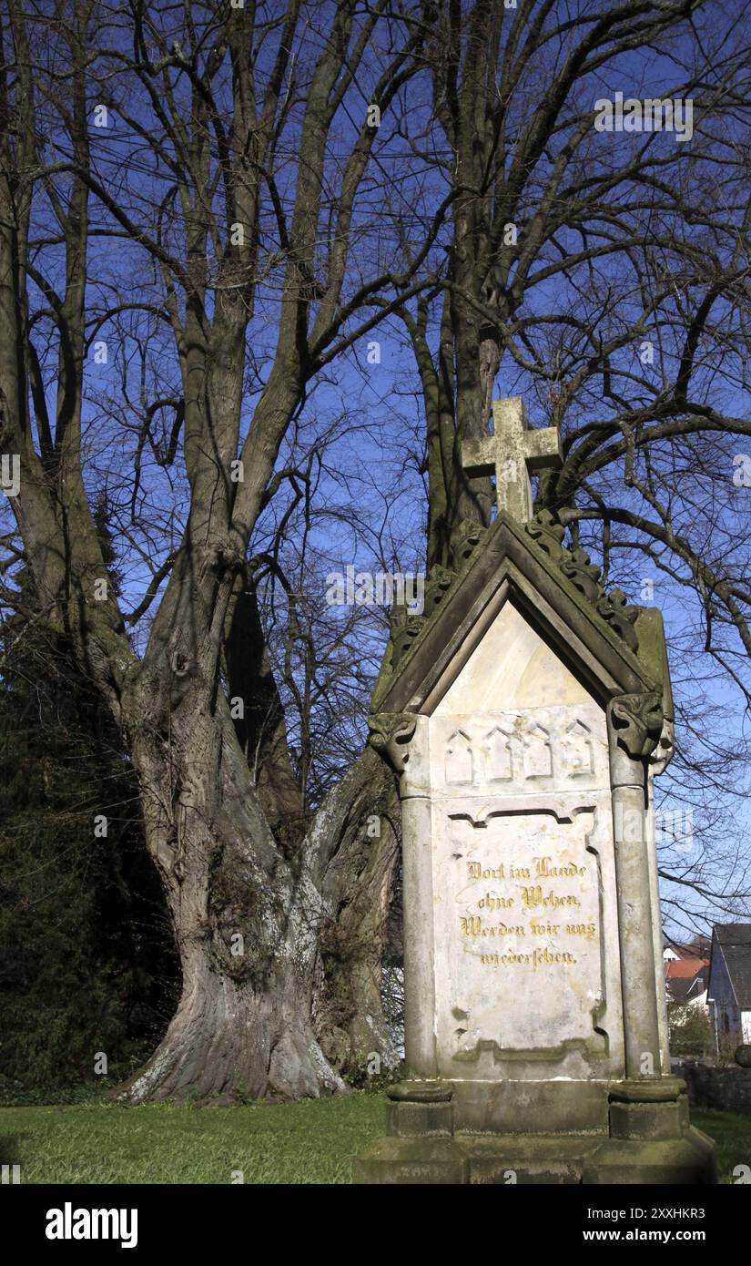 Wittekind lime tree in Elbrinxen Stock Photo - Alamy