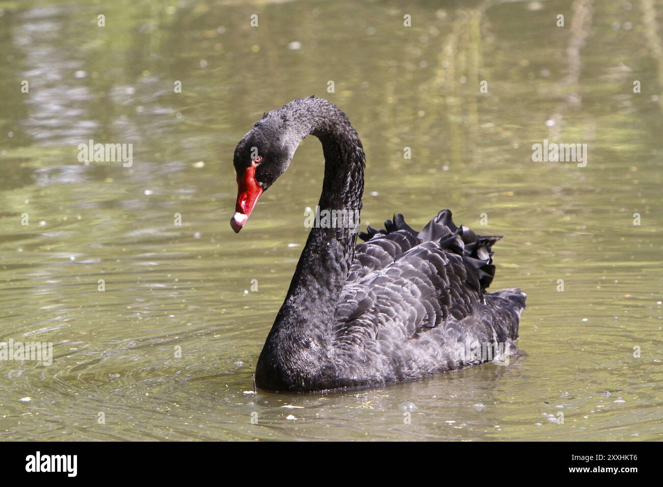 Swan environment hi-res stock photography and images - Alamy