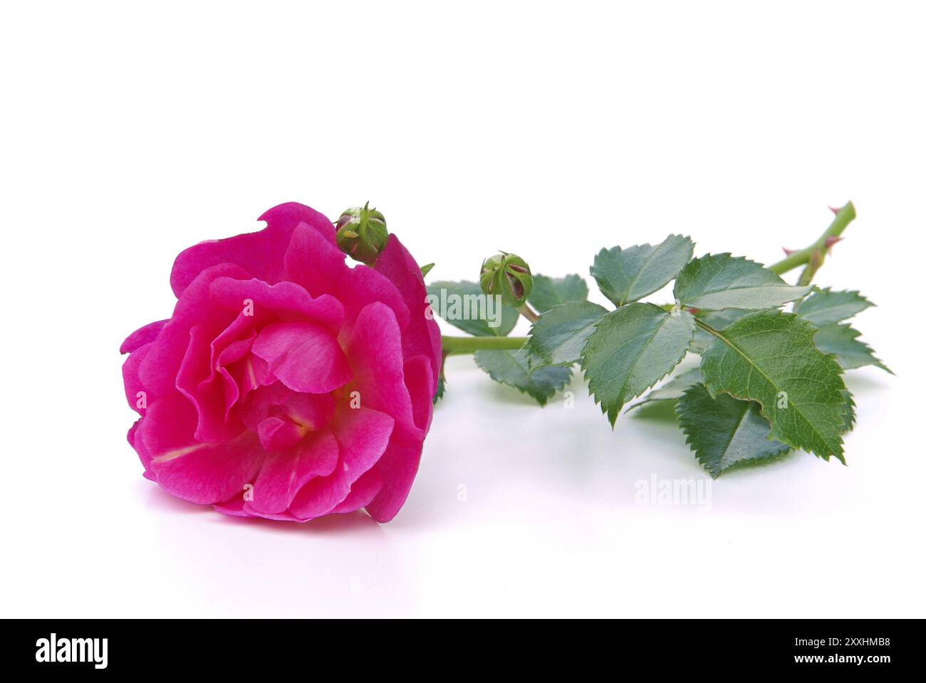 Single pink colored rose Cut Out Stock Images & Pictures - Alamy