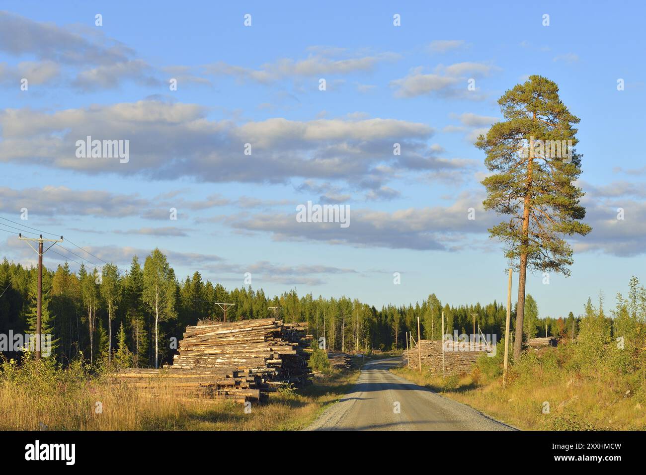 Tree log pile ecological impact hi-res stock photography and images - Alamy