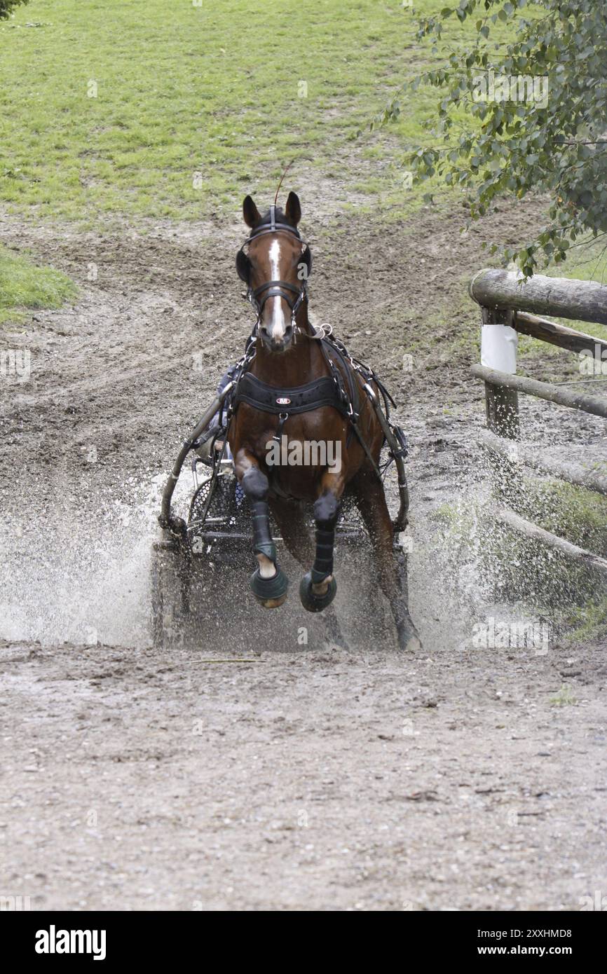 Horse driving competition hi-res stock photography and images - Alamy