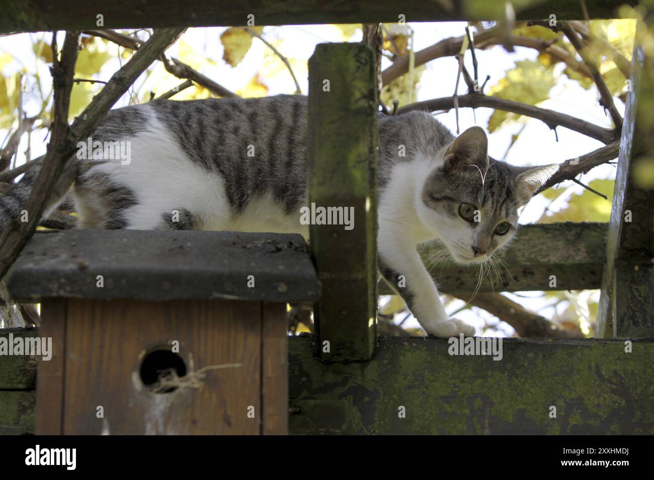 Cat on a nesting box Stock Photo - Alamy