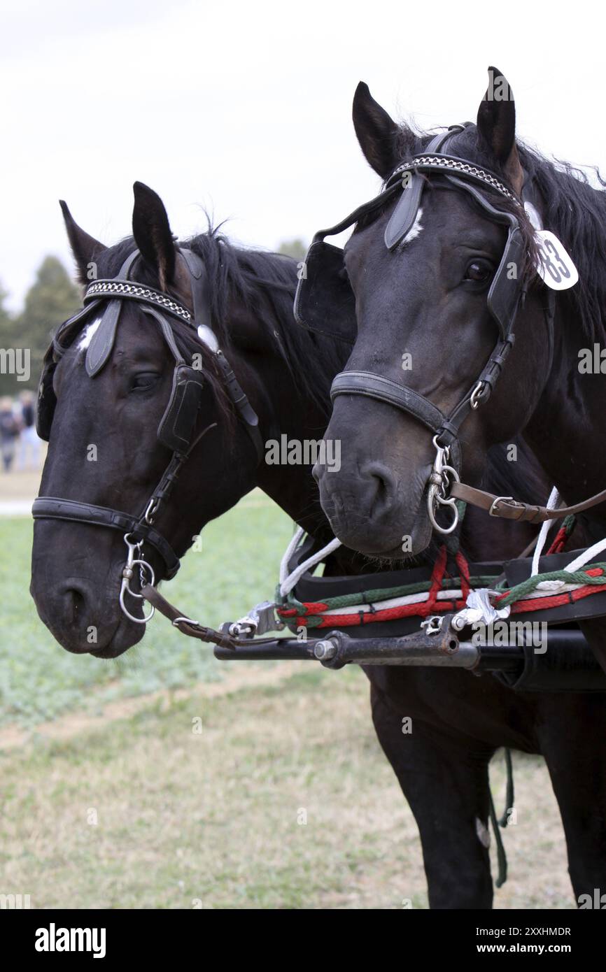 Noriker draught horse hi-res stock photography and images - Alamy