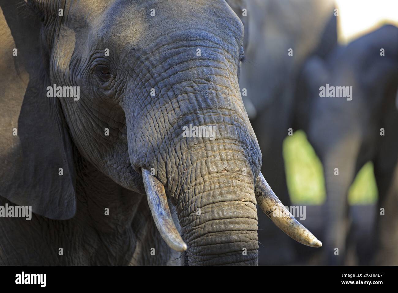 Elephant looks into camera hi-res stock photography and images - Alamy