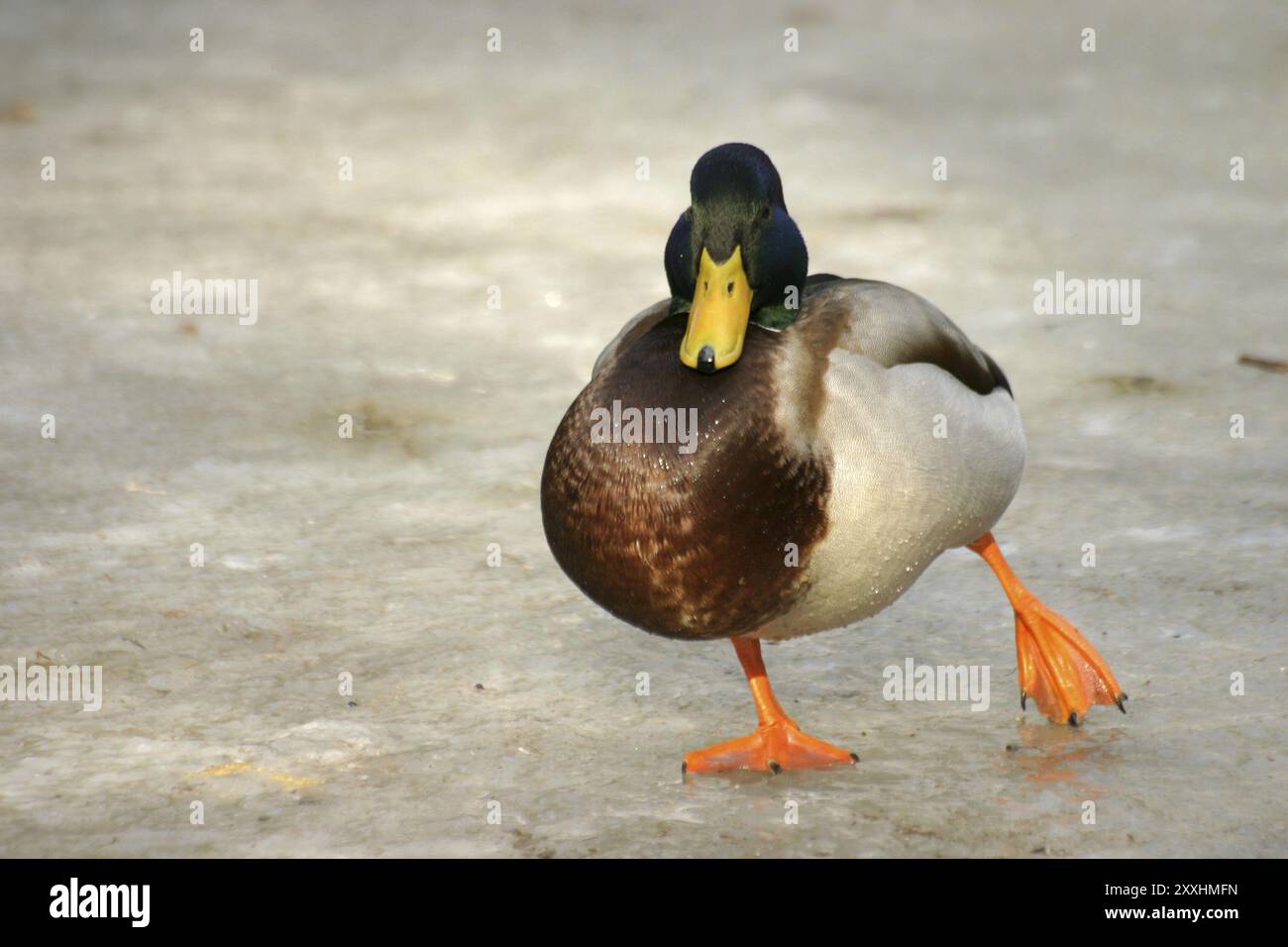 Sliding on ice Stock Photo - Alamy