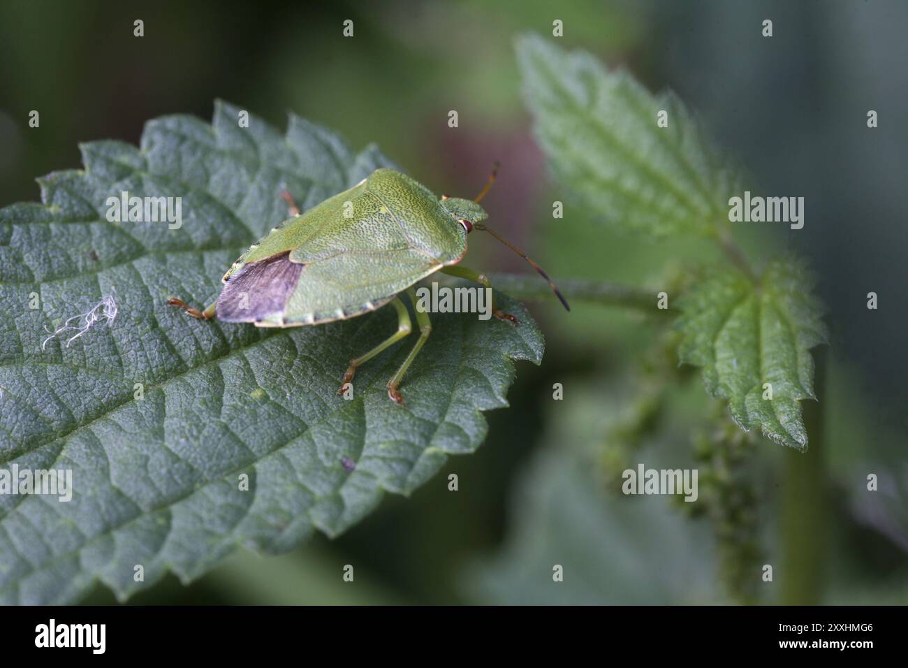 Green stink bug Stock Photo - Alamy