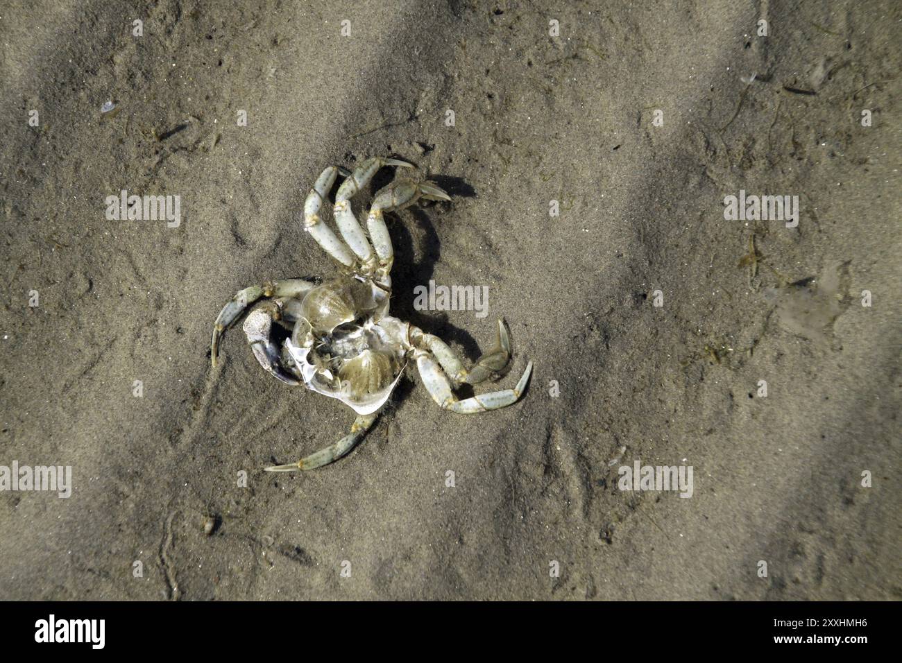 Dead sand crab in the North Sea Stock Photo - Alamy