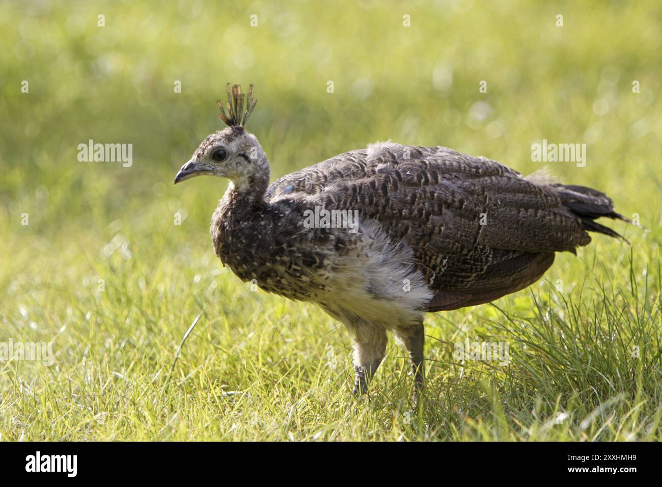 Peacock chick hi-res stock photography and images - Alamy