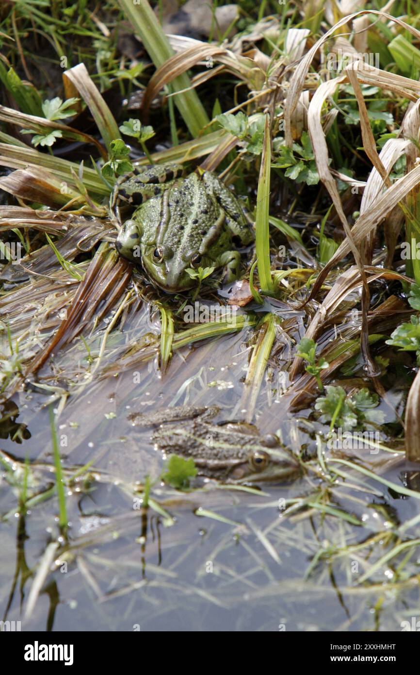Holarctic frog hi-res stock photography and images - Alamy
