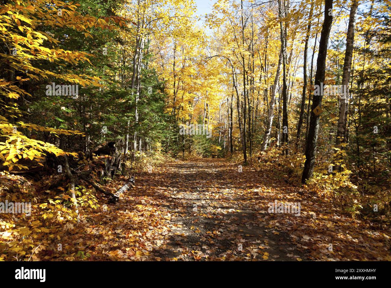 Landscape foliage panorama hi-res stock photography and images - Alamy