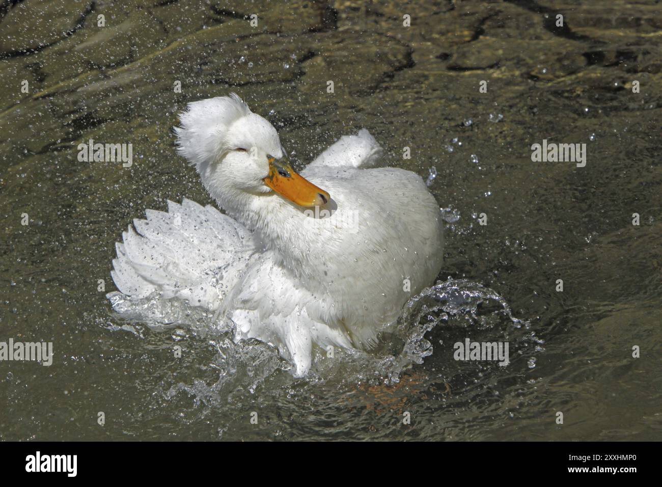 Bathing crested duck Stock Photo - Alamy
