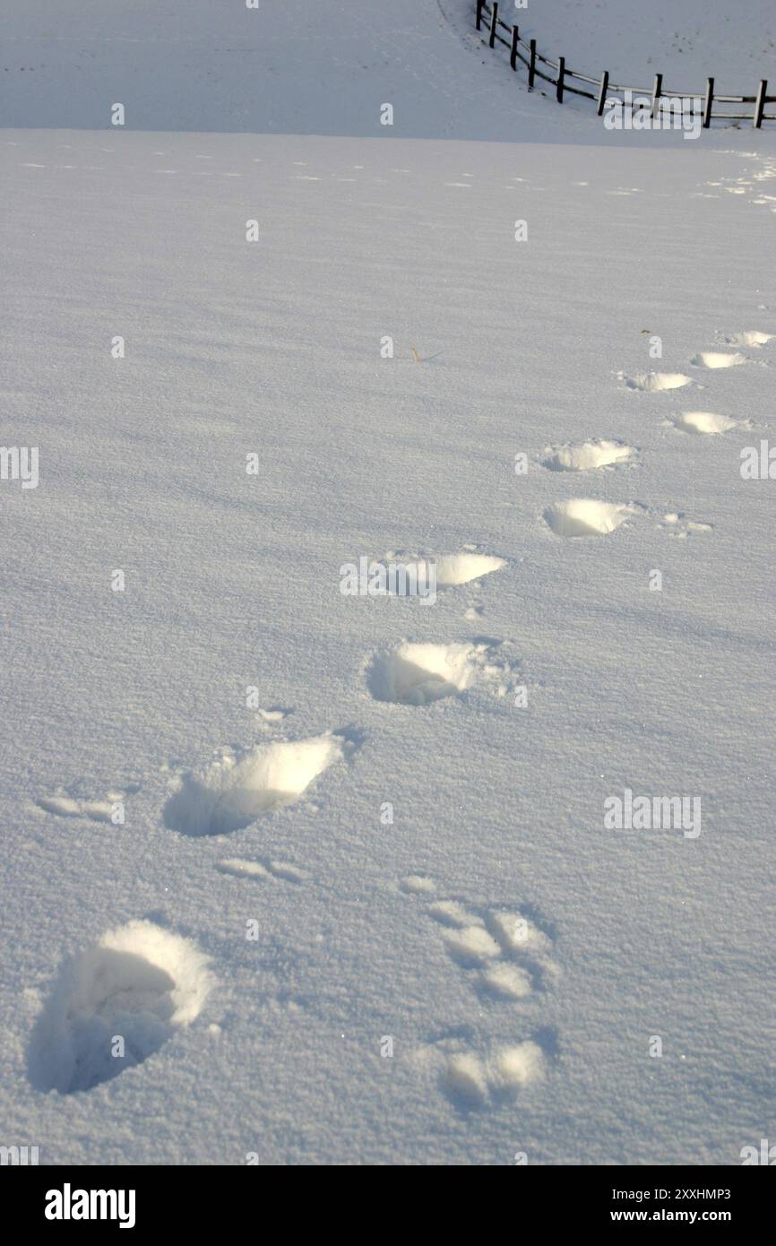 Tracks in the snow Stock Photo - Alamy