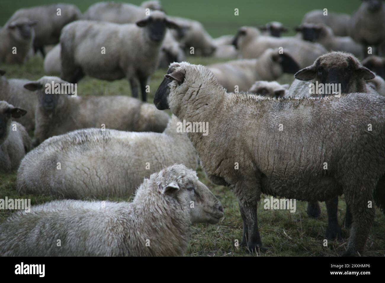 Flock of sheep Stock Photo - Alamy