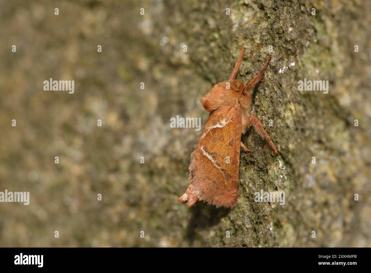 Male Orange swift on a stone. orange swift (Triodia sylvina) male Stock ...