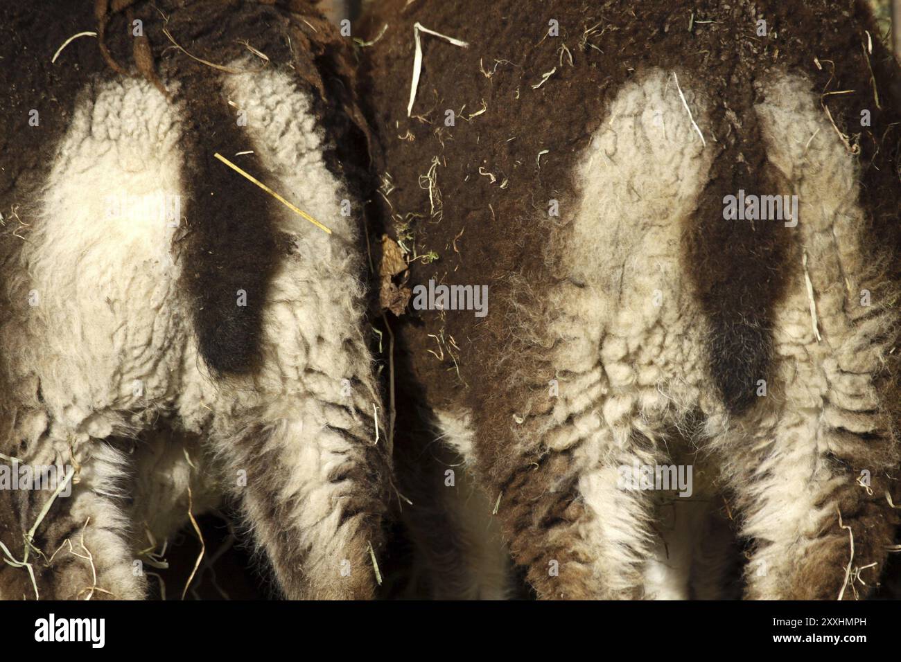 Animal bum hi-res stock photography and images - Alamy