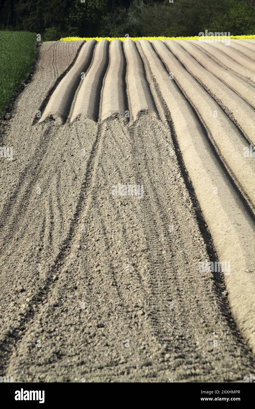Furrows for carrot cultivation Stock Photo - Alamy