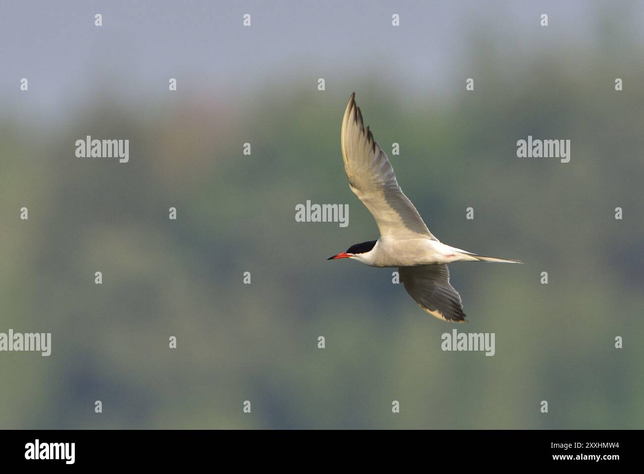 Common tern in flight. Common Tern in the morning sun Stock Photo - Alamy