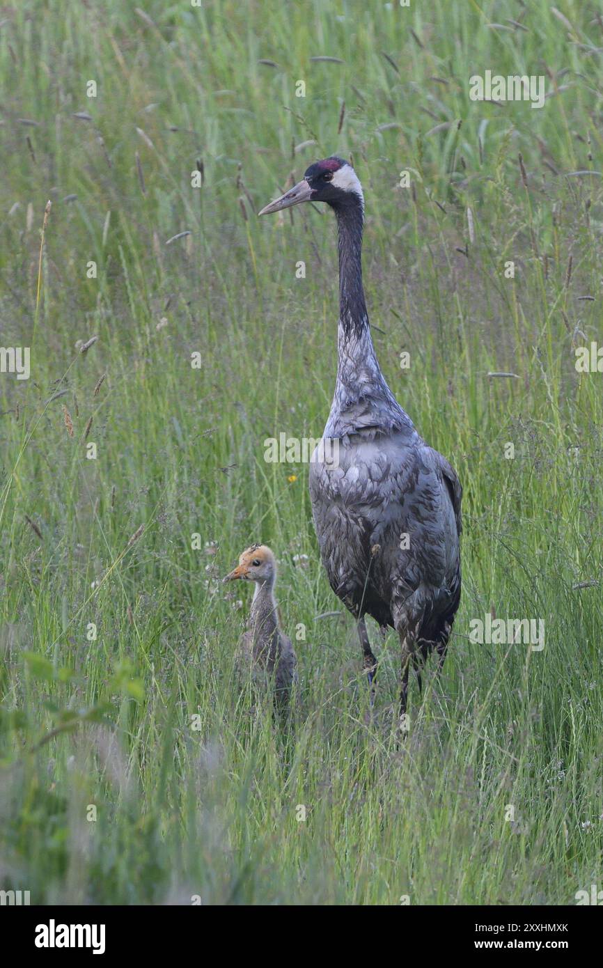 Common Crane family in a meadow Stock Photo - Alamy