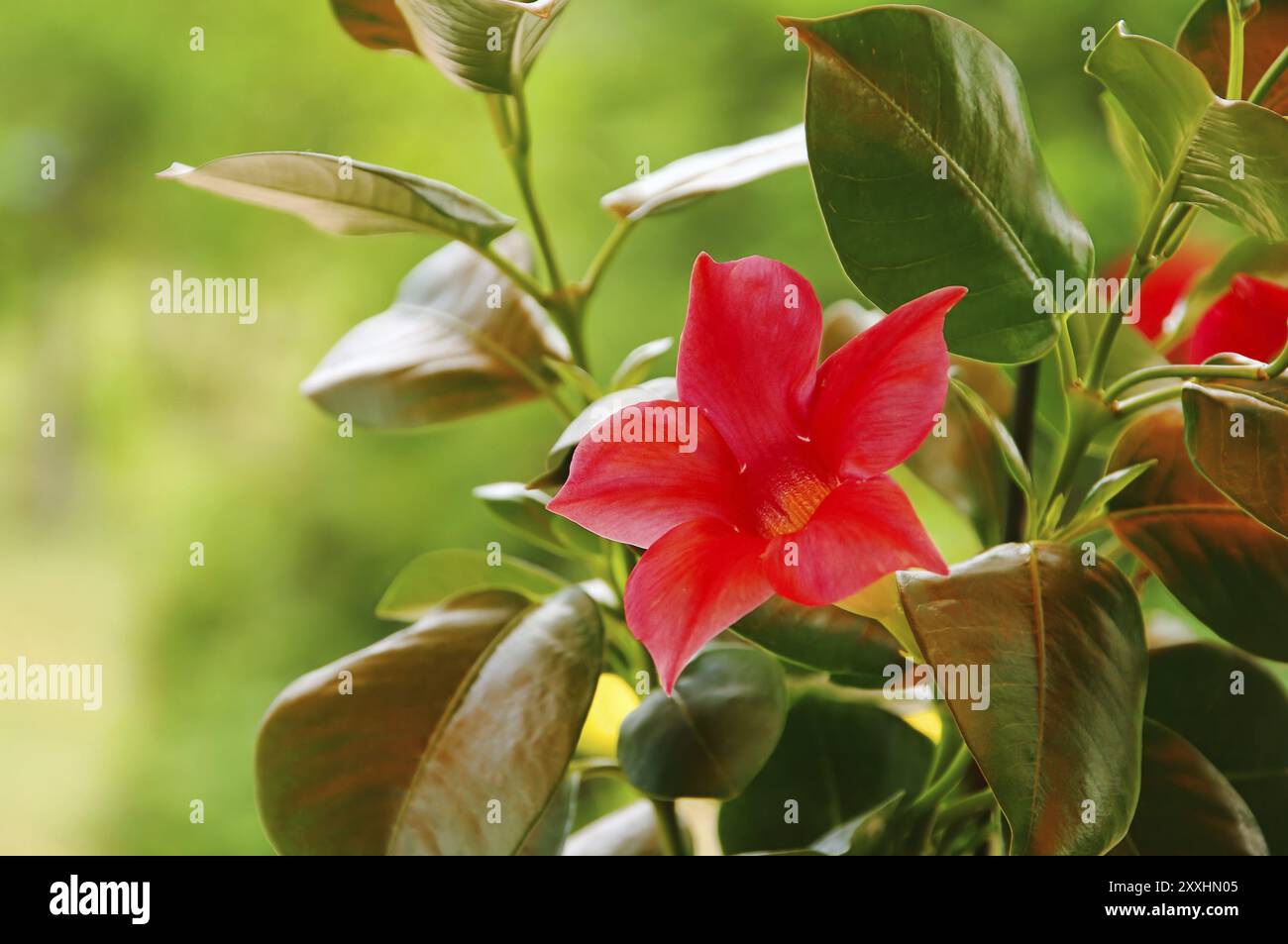 Dipladenia potted hi-res stock photography and images - Alamy